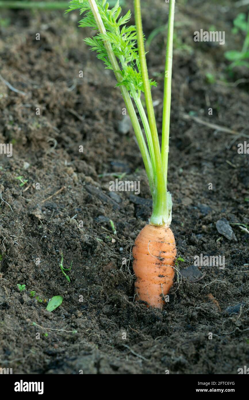 Fresh homegrown carrot from the ground Stock Photo - Alamy
