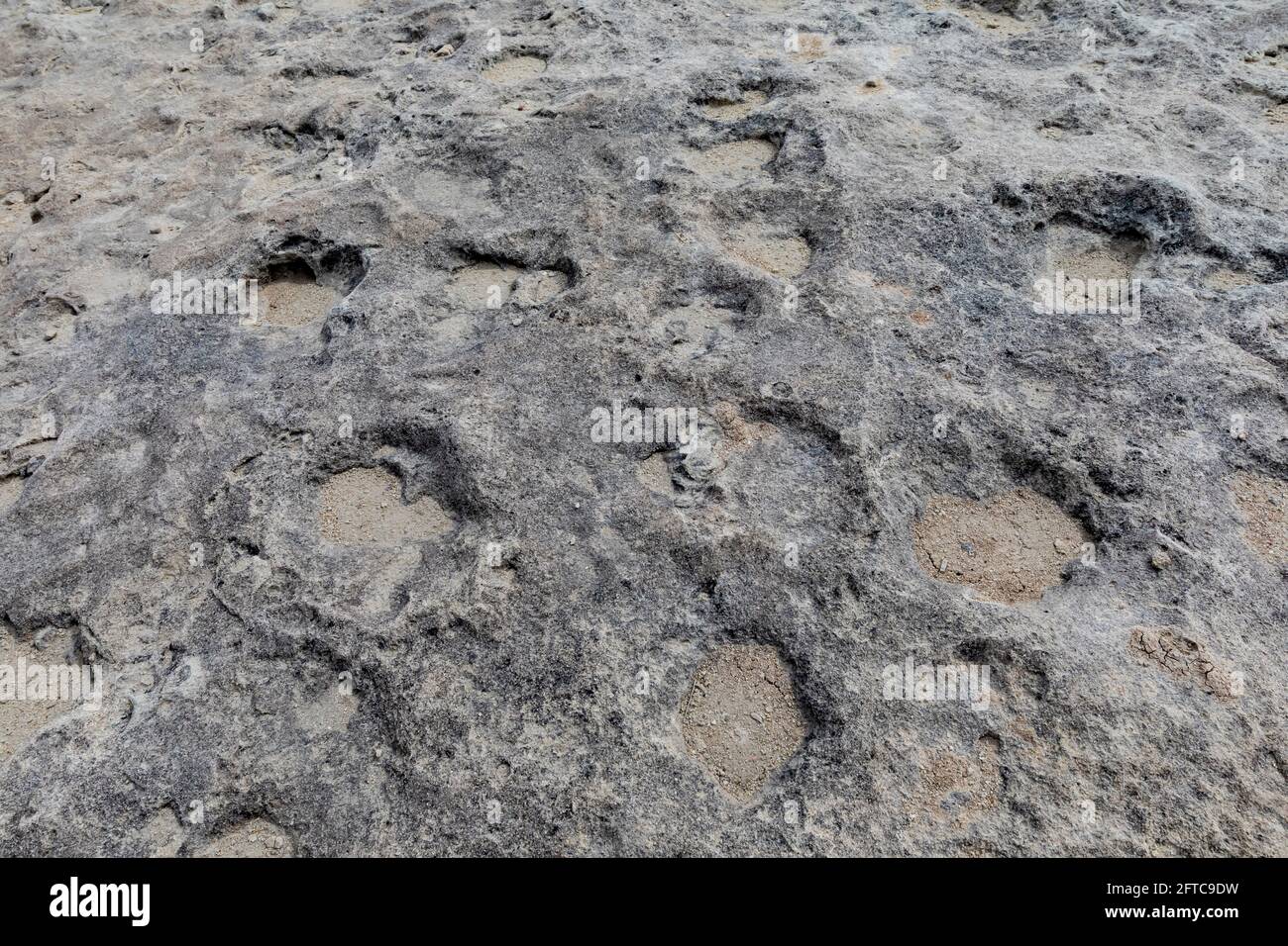 Ancient mammal trackways in sandstone at Toadstool Geologic Park ...