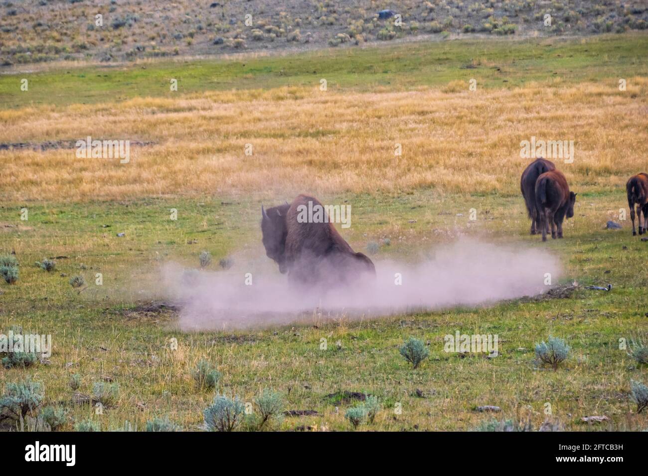 American bison rolls in a wallow taking a dust bath Stock Photo - Alamy