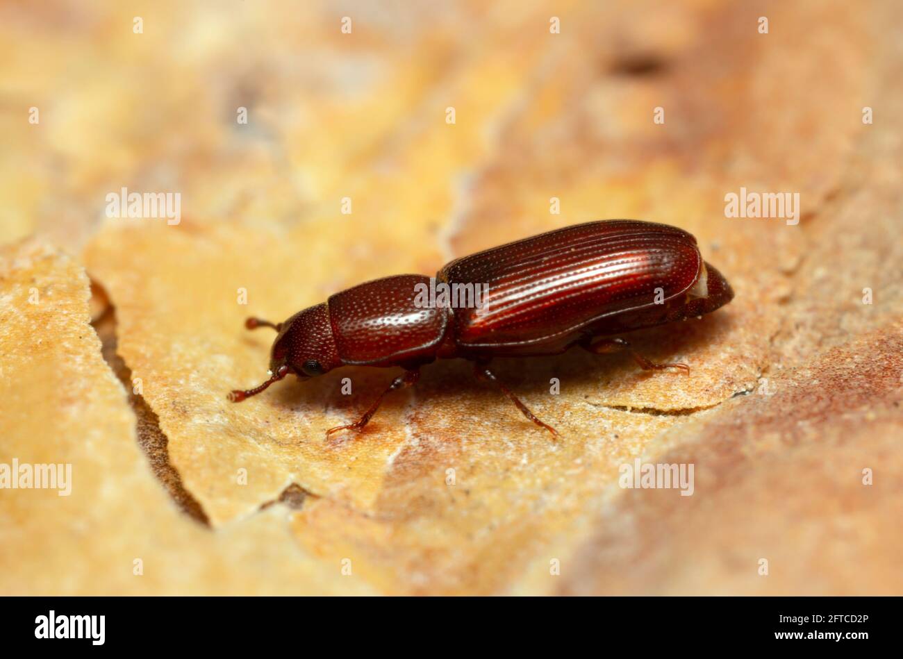 Root-eating beetle, Rhizophagus on bark Stock Photo - Alamy