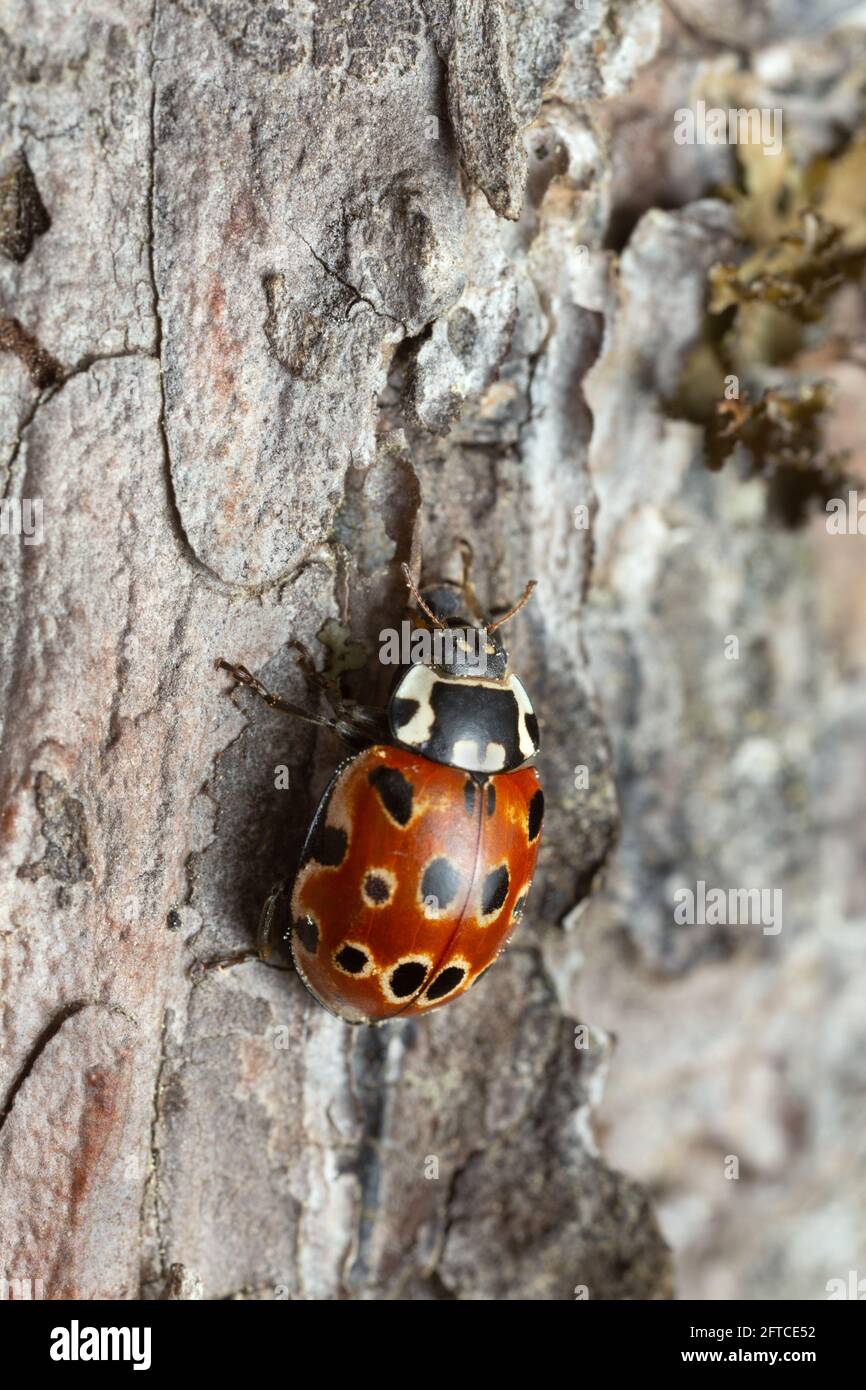 Eyed ladybug, Anatis ocellata on pine bark Stock Photo - Alamy