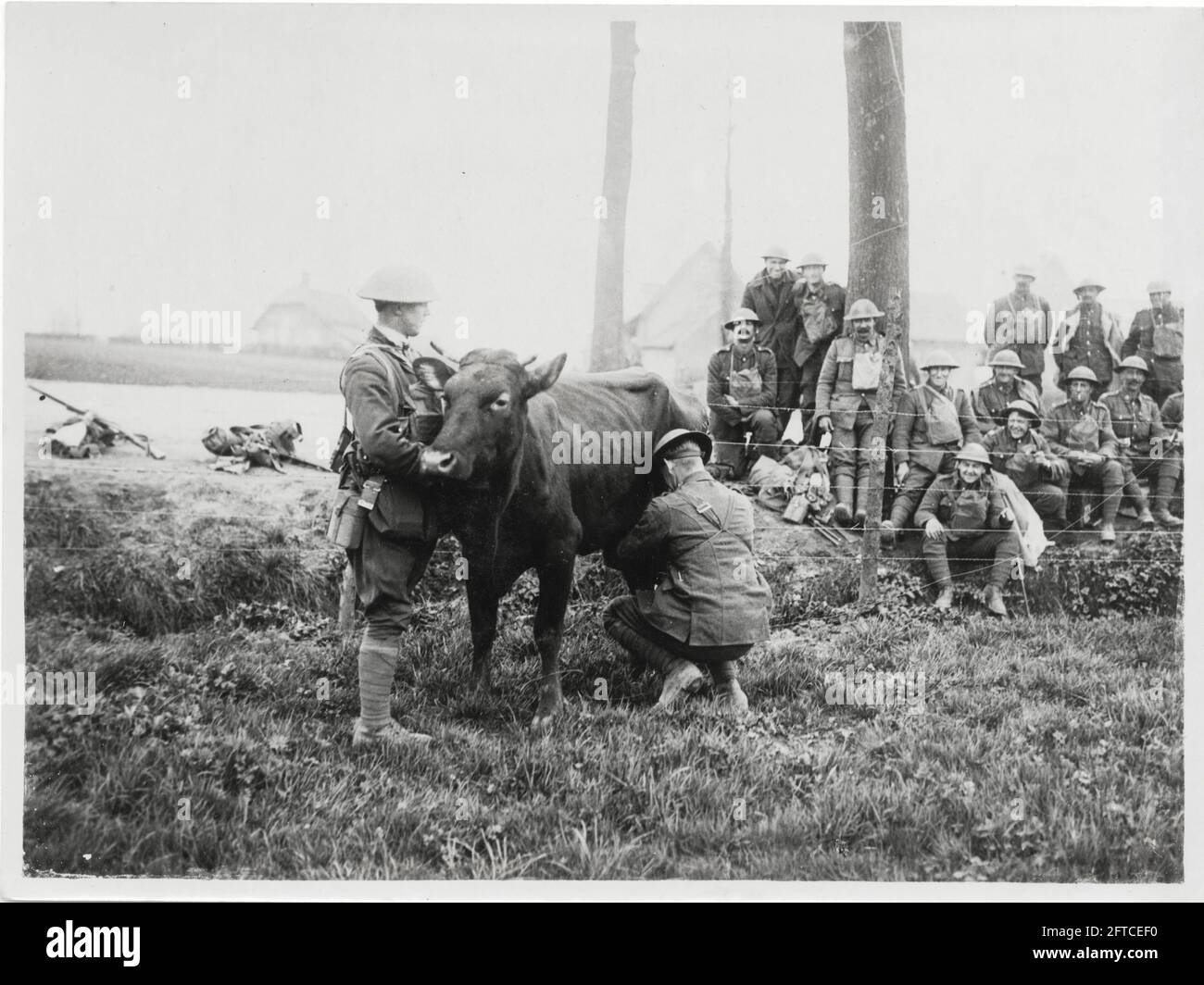 World War One, WWI, Western Front - A cow being milked by troops Stock ...