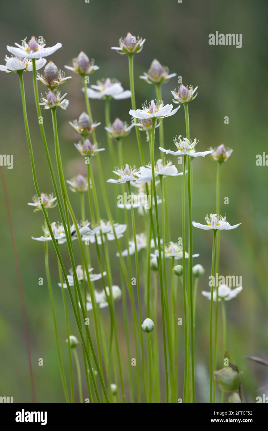 Marsh grass of parnassus, Parnassia palustris plants Stock Photo - Alamy