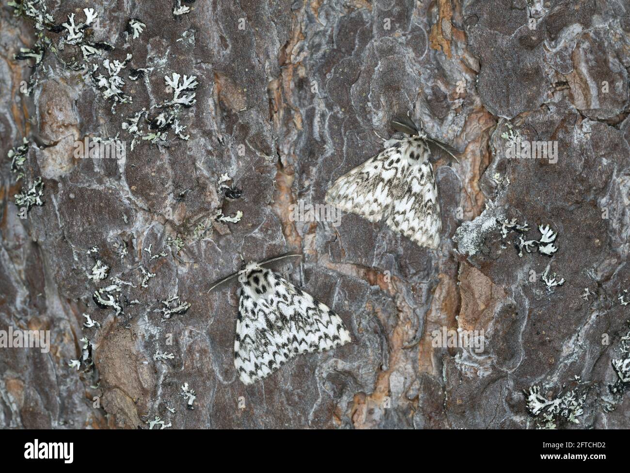 Nun moths, Lymantria monacha resting on pine bark, this moth can be a ...
