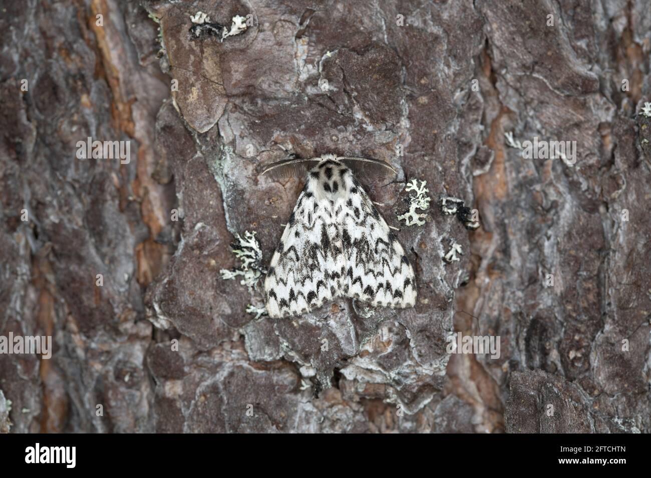 Nun moth, Lymantria monacha resting on pine bark, this moth can be a ...