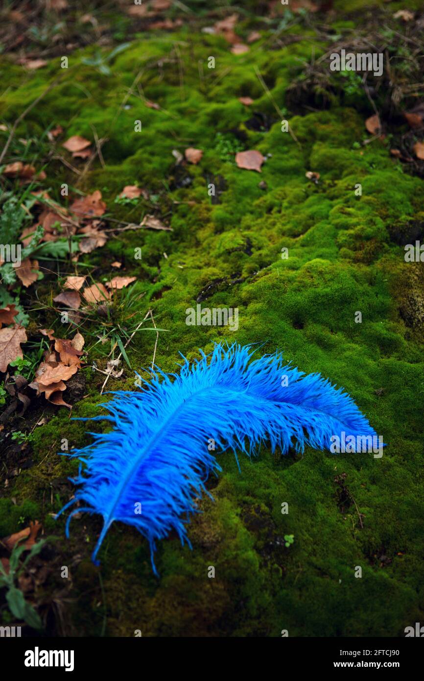 Blue ostrich feather hi-res stock photography and images - Alamy