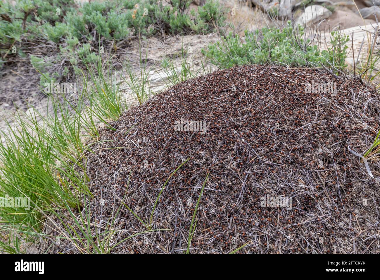 Western thatch ant hi-res stock photography and images - Alamy