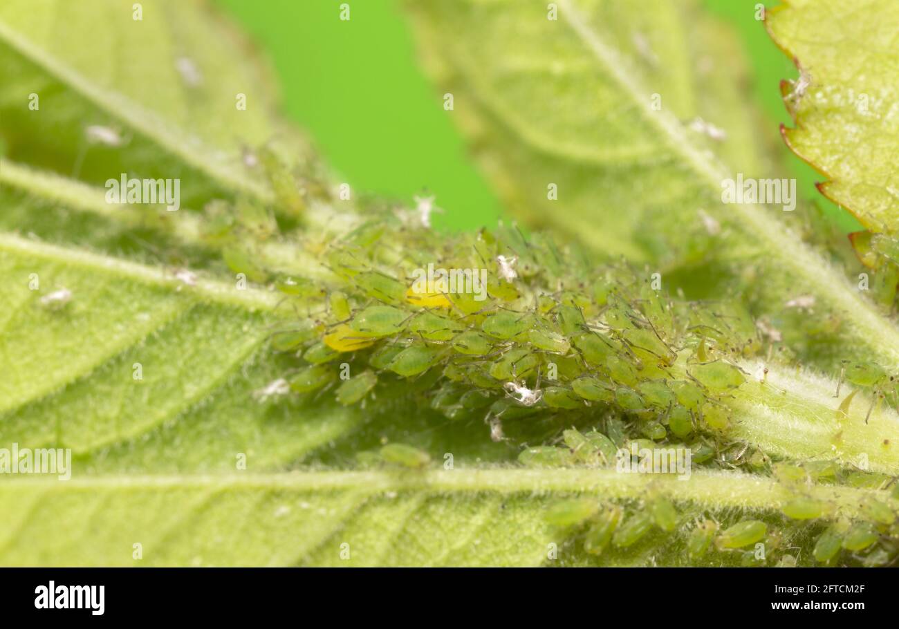 Aphids on rose stem photograped with high magnification, these insects ...