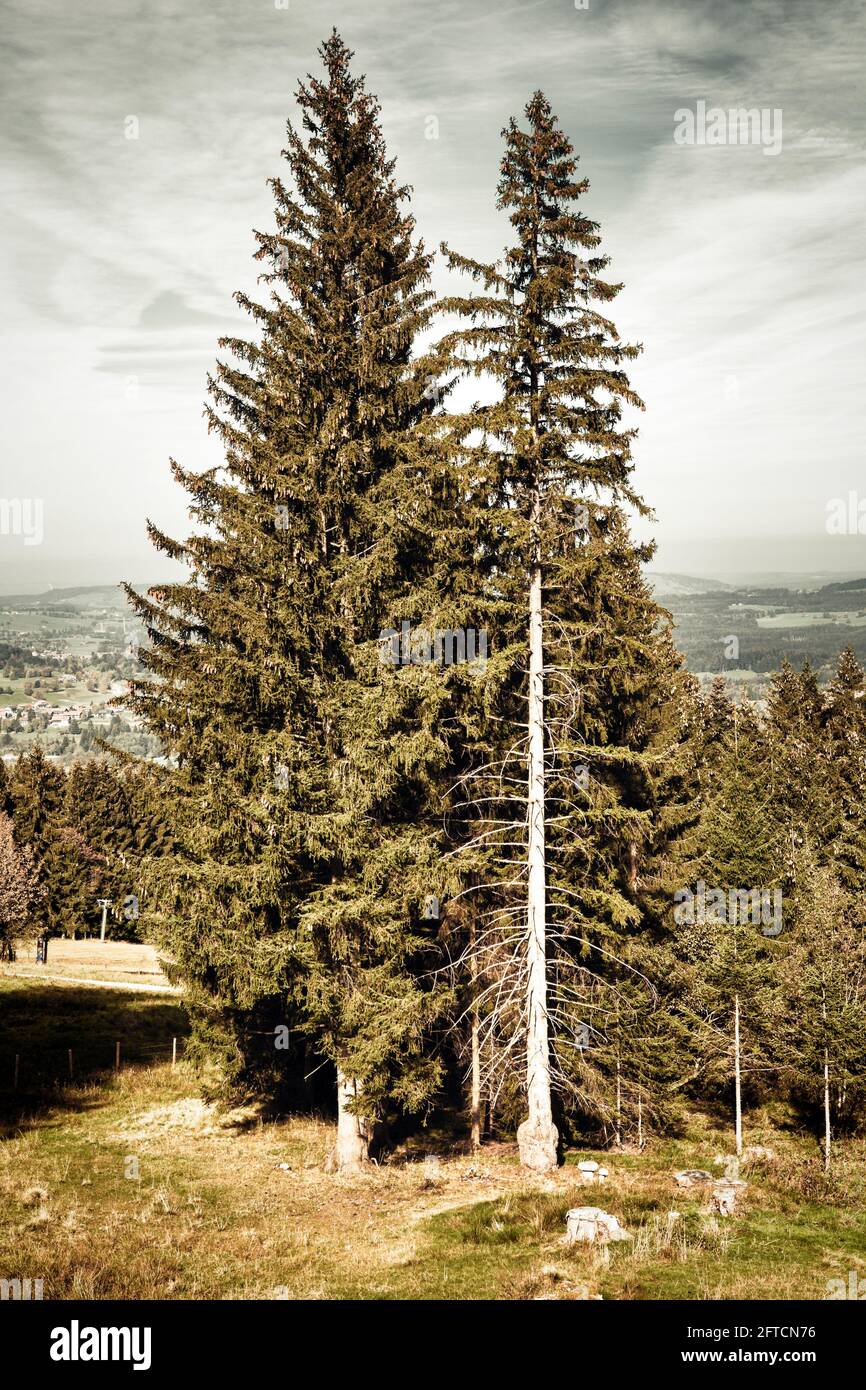 big old fir trees on top of mountain Stock Photo - Alamy