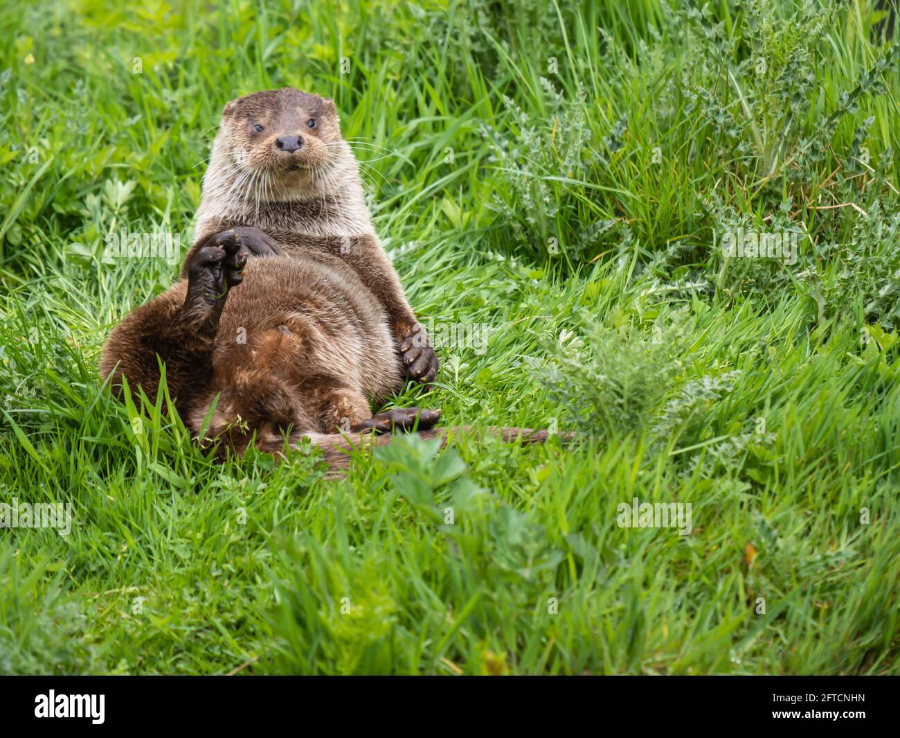 Otter Scratching on Grass Stock Photo - Alamy
