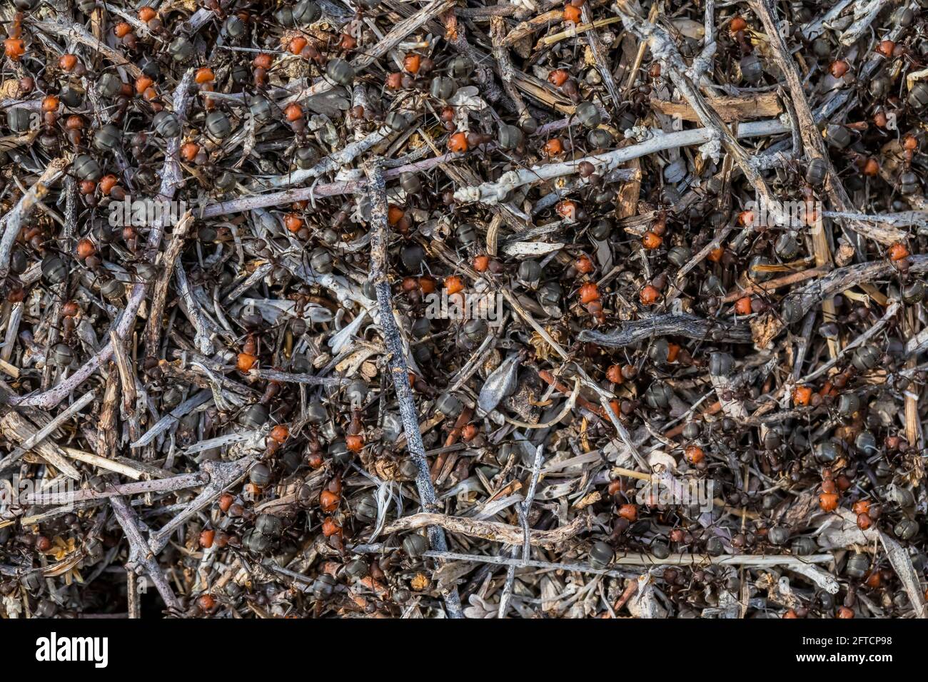 Grassland insects hi-res stock photography and images - Alamy