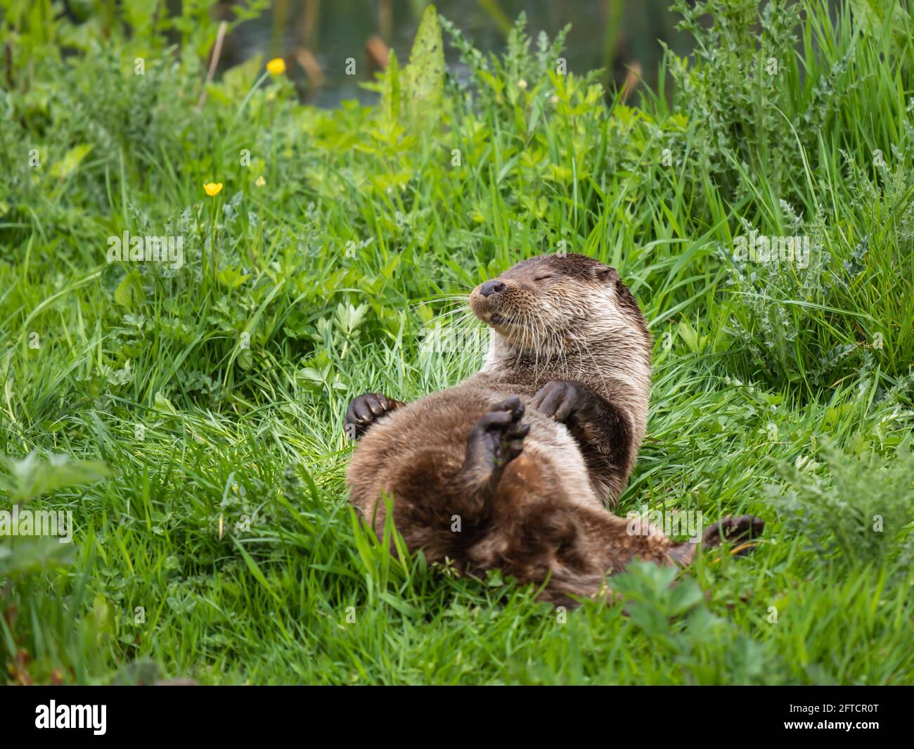 Otter Scratching on Grass Stock Photo - Alamy
