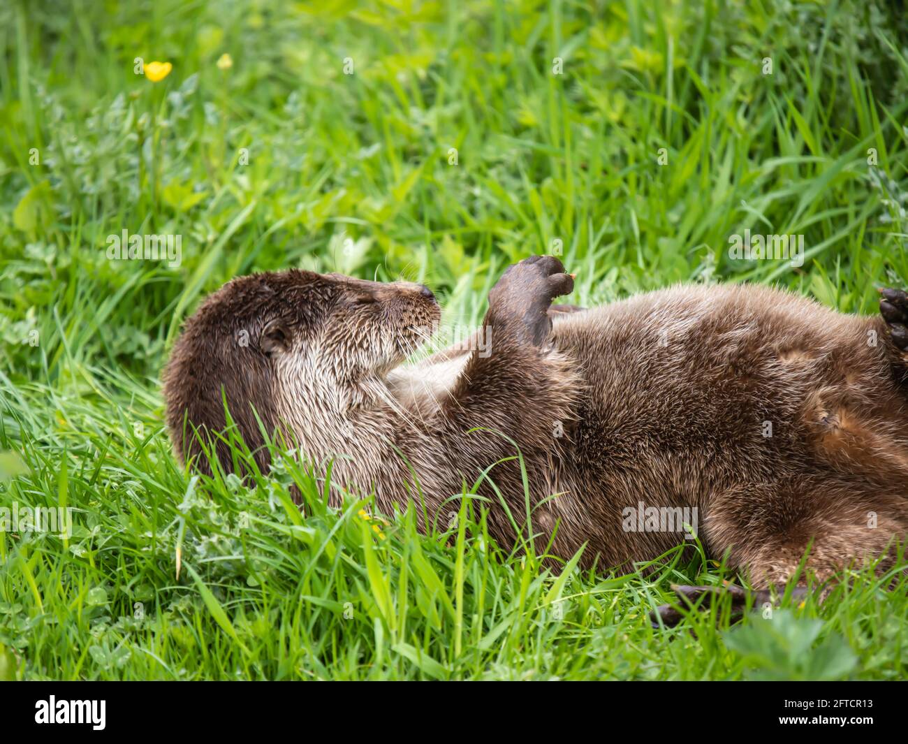 Otter Scratching on Grass Stock Photo - Alamy
