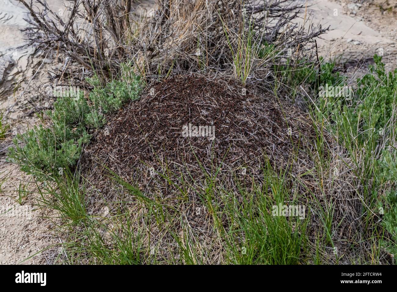 Western Thatching Ant, Formica obscuripes, mound in Toadstool Geologic ...