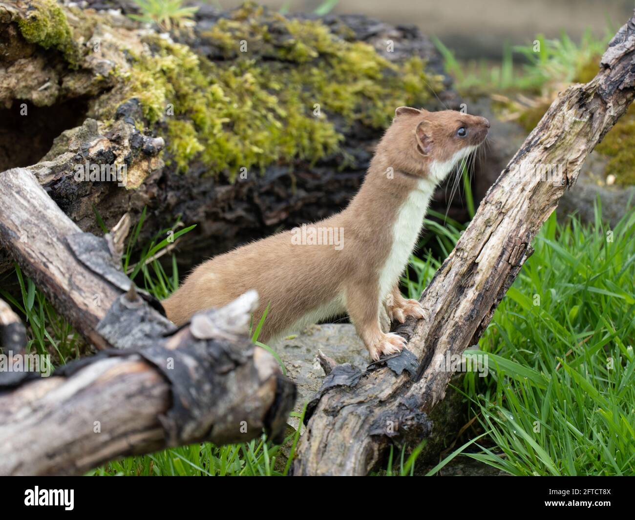 Eurasian stoat hi-res stock photography and images - Alamy