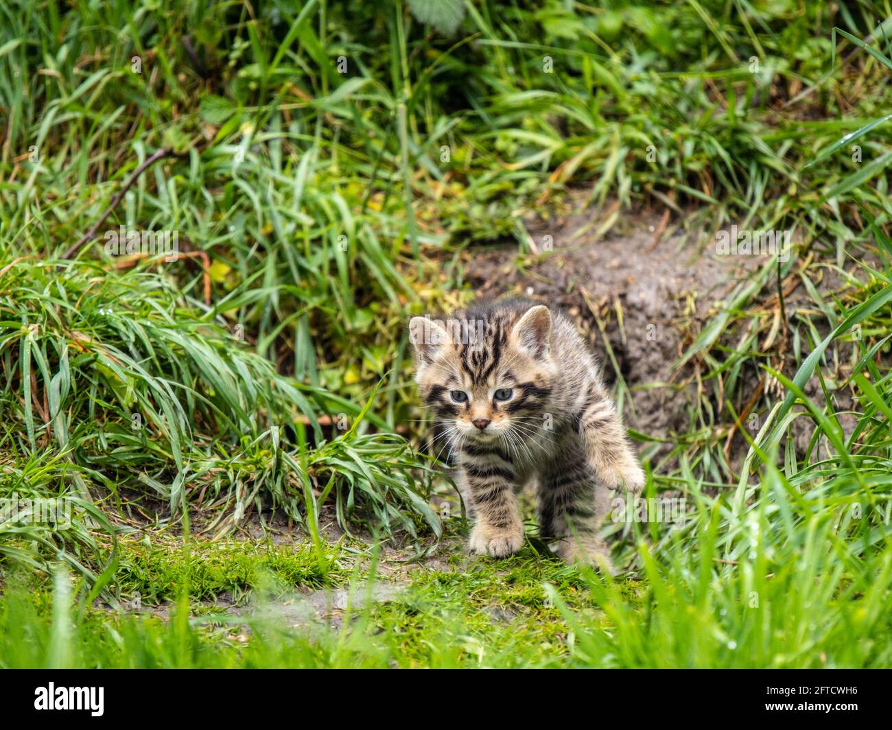 Scottish Wildcat Kitten Stock Photo - Alamy
