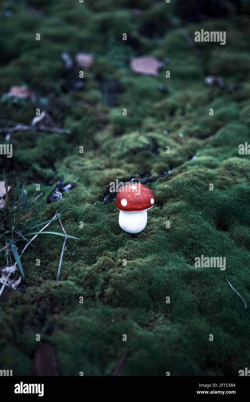 Fairytale toadstools hi-res stock photography and images - Alamy