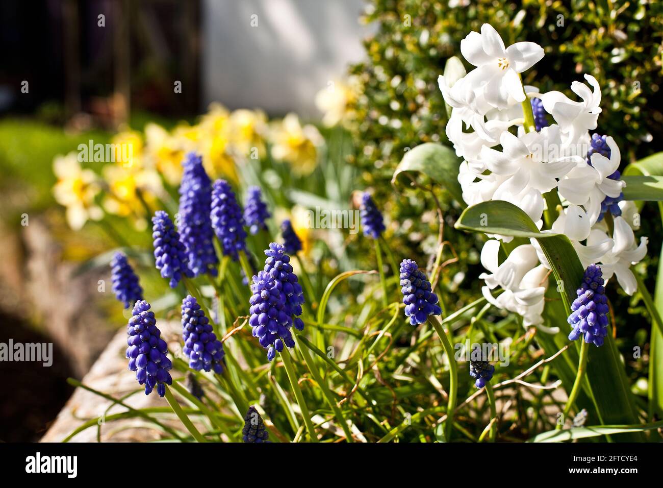 Spring bulb flowers in a border hi-res stock photography and images - Alamy