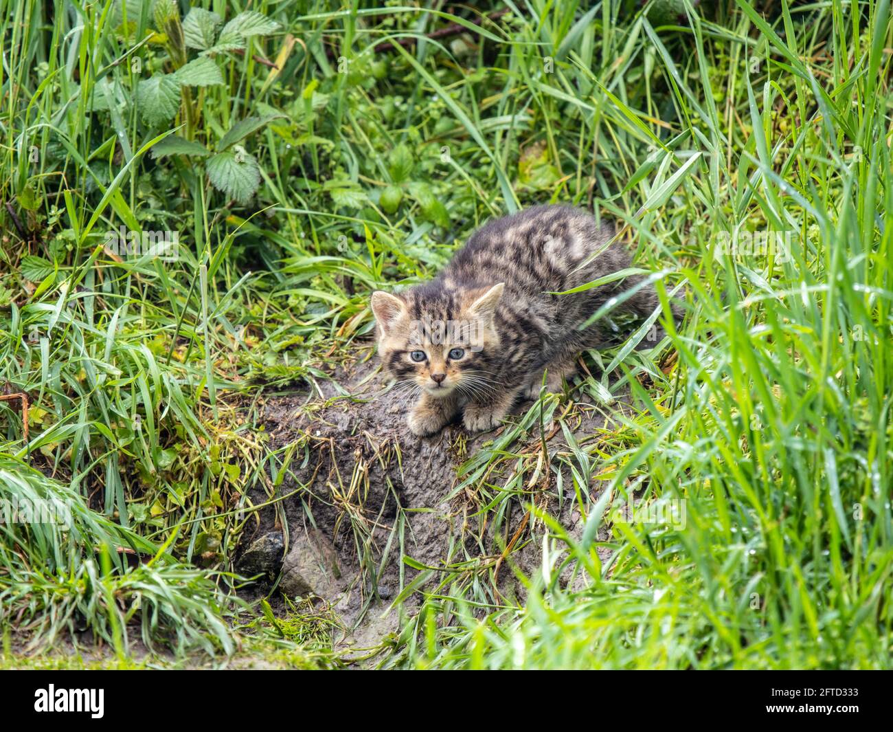 Scottish Wildcat Kitten Stock Photo - Alamy