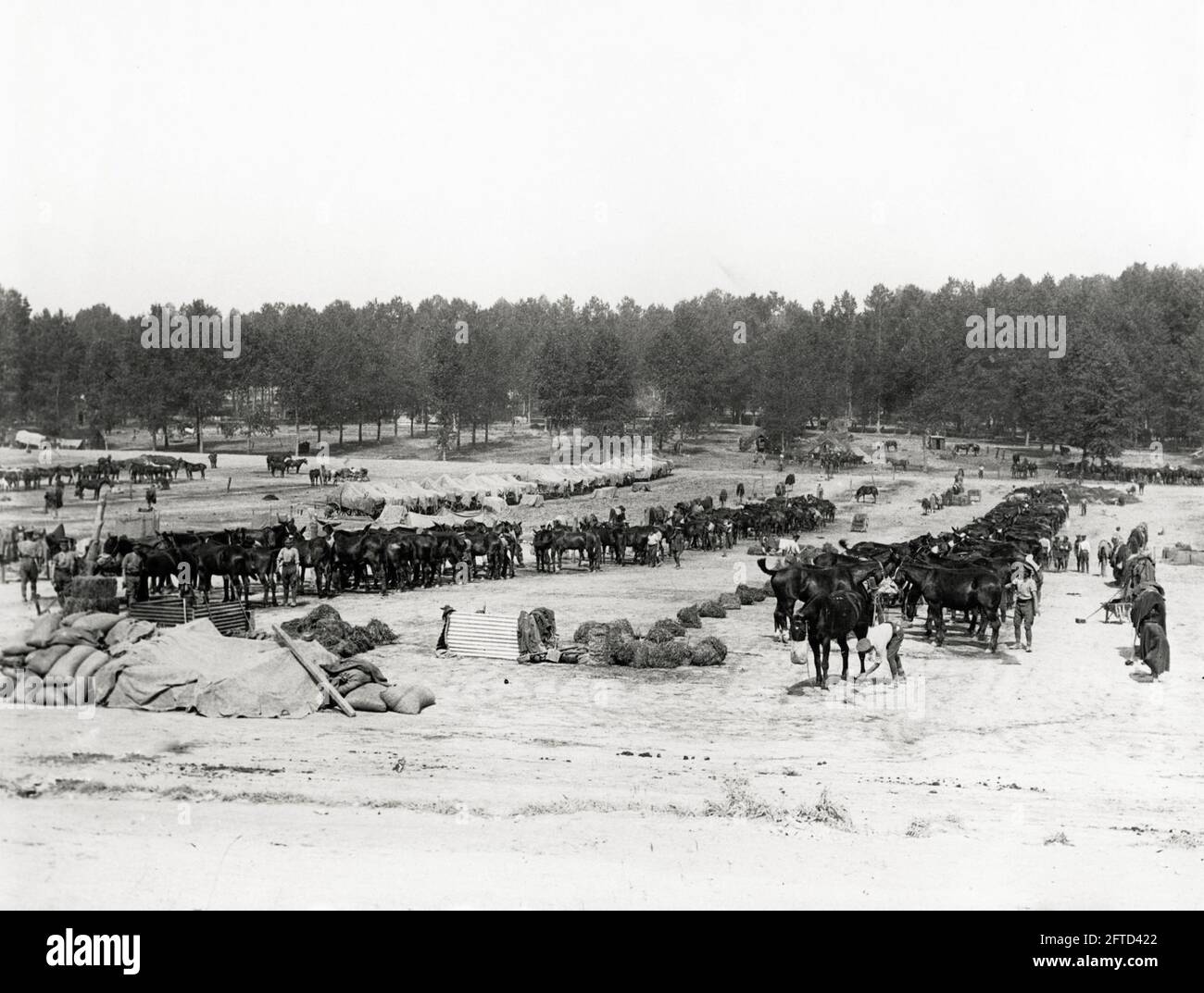 World War One, WWI, Western Front - a cavalry camp with horses in line ...