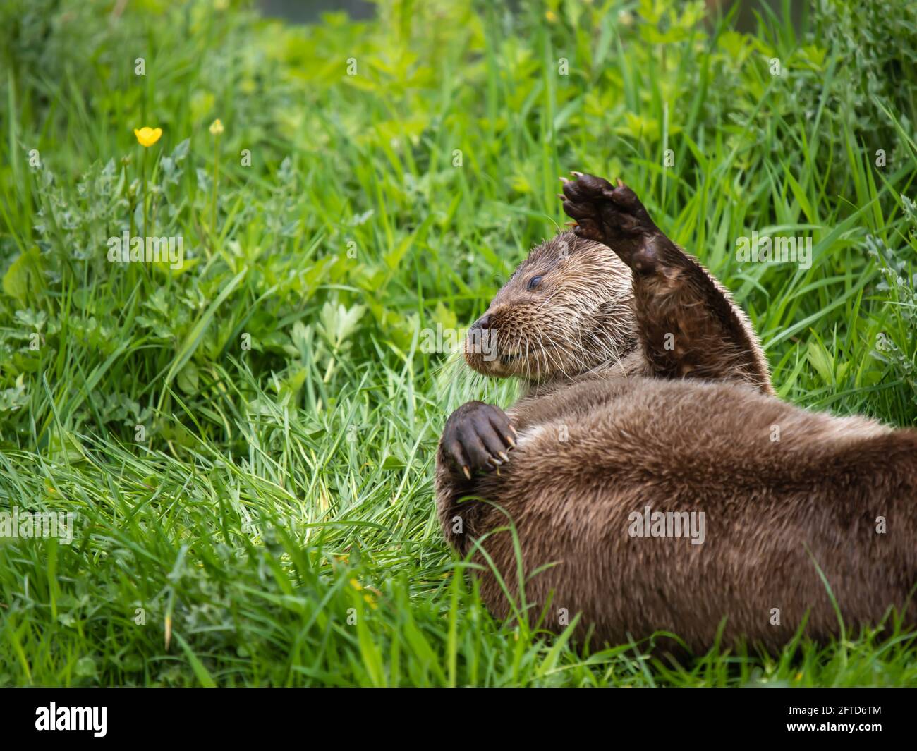 Otter Scratching on Grass Stock Photo - Alamy