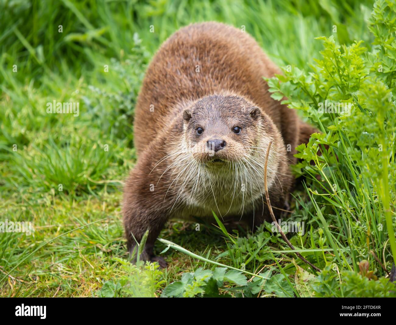Eurasian otter uk hi-res stock photography and images - Alamy