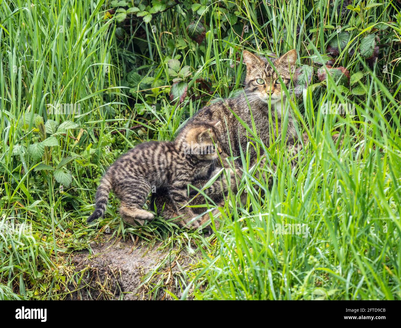 Scottish Wildcat Mother and Kitten Stock Photo - Alamy