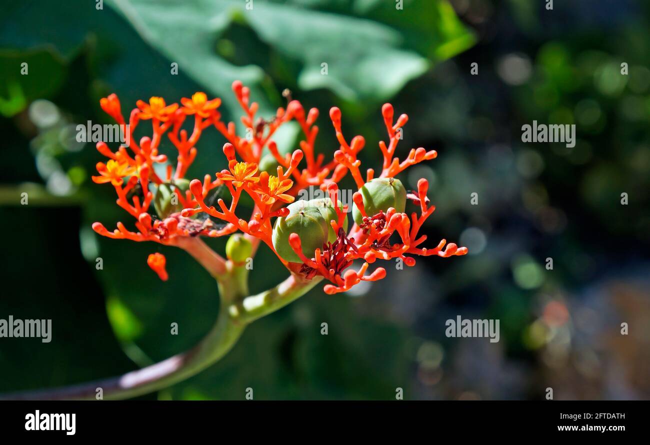Buddha belly plant flowers (Jatropha podagrica Stock Photo - Alamy