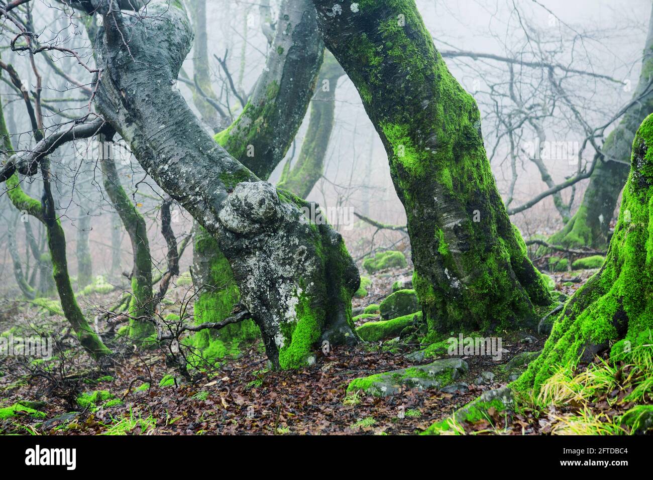 Big old trees in hi-res stock photography and images - Alamy