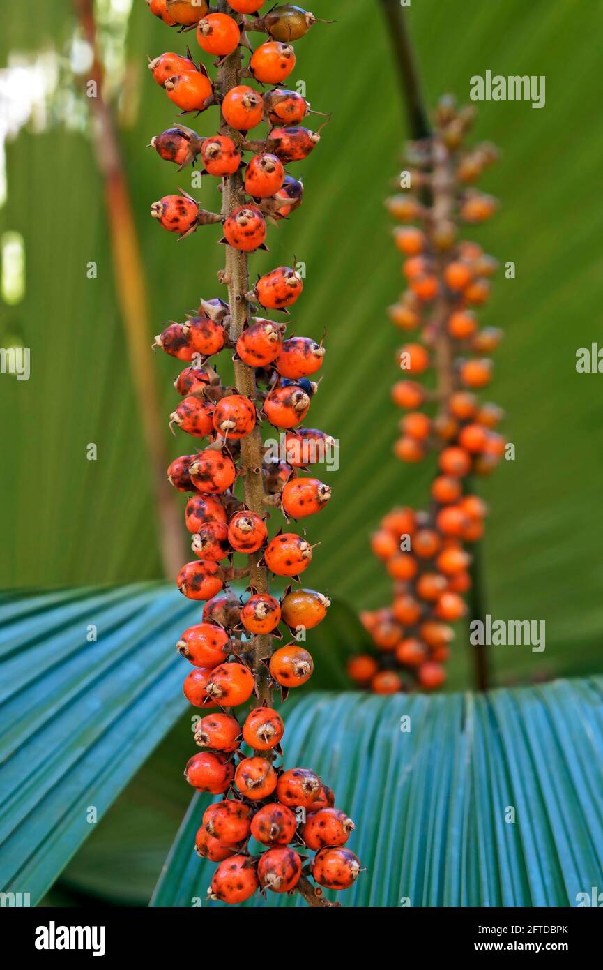 Vanuatu Palm High Resolution Stock Photography and Images - Alamy