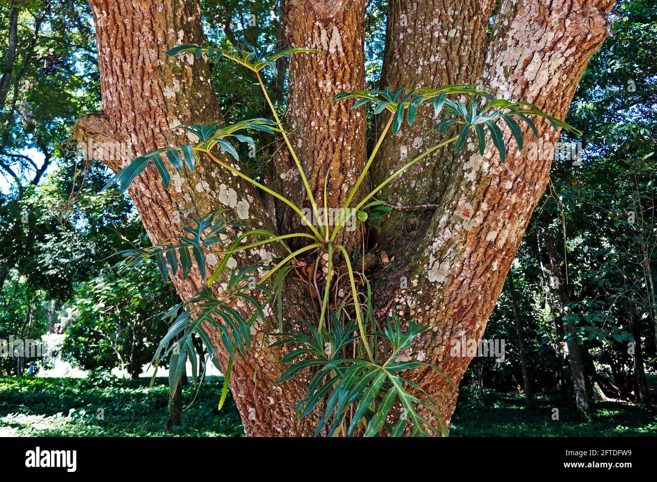 Philodendron on tree (Philodendron selloum Stock Photo - Alamy