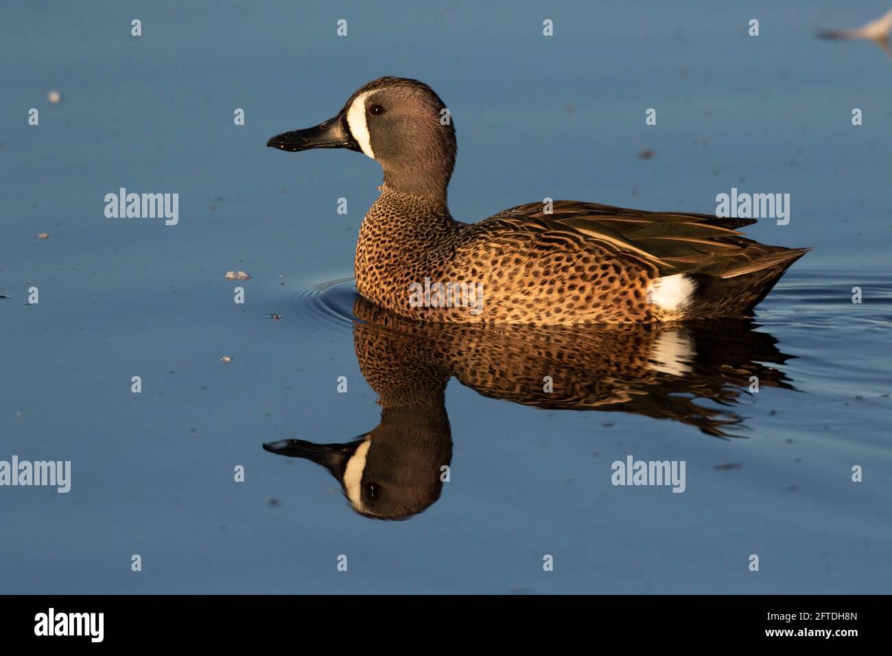 Drake Blue Winged Teal