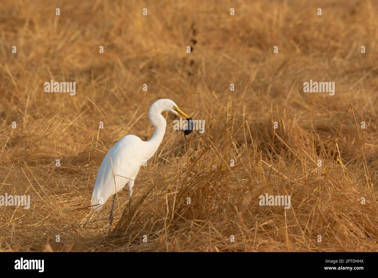 Great Egret, Ardea alba, with a California Vole, Microtus californicus ...