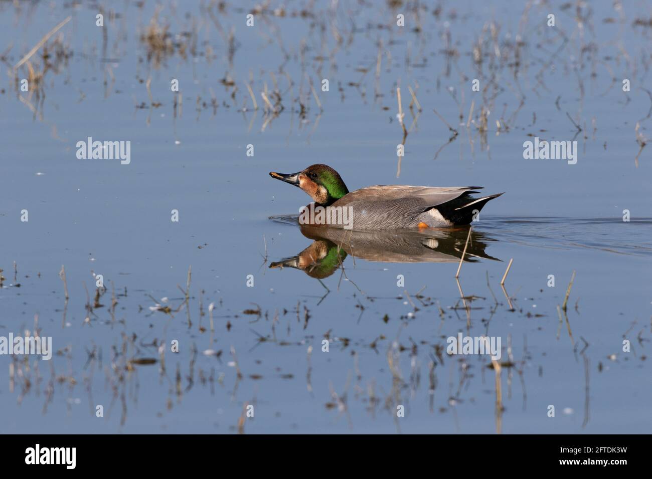 Mallard x gadwall hi-res stock photography and images - Alamy