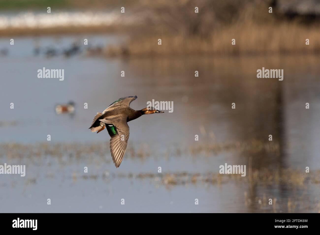 A mallard x gadwall hybrid and wild Brewer's Duck drake in flight is a ...