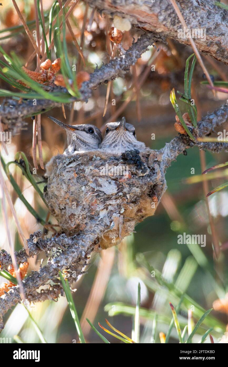 Anna's Hummingbird fledglings, Calypte anna, in nest located in ...