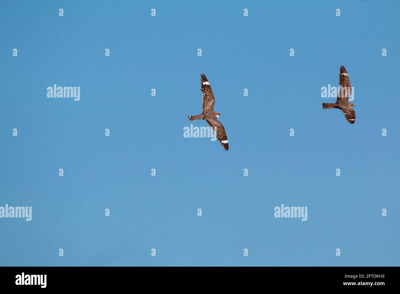 Adult Lesser Nighthawk pair, Chordeiles acutipennis, in flight over ...