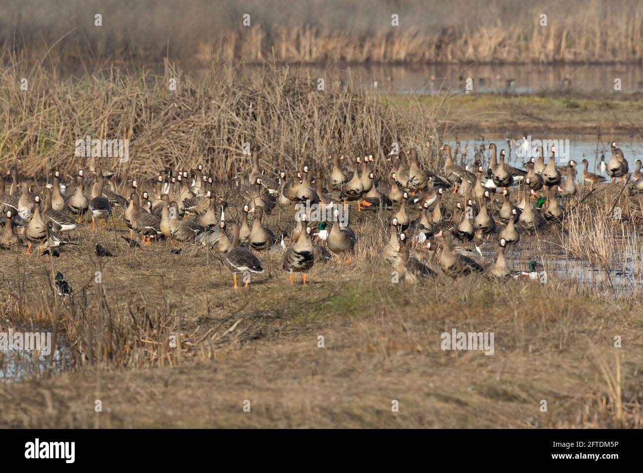 Pacific White-fronted Goose flock, Anser albifrons, on alert while ...