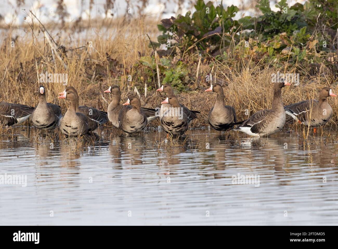 Greater White-fronted Goose flock, Anser albifrons, loaf in a shallow ...