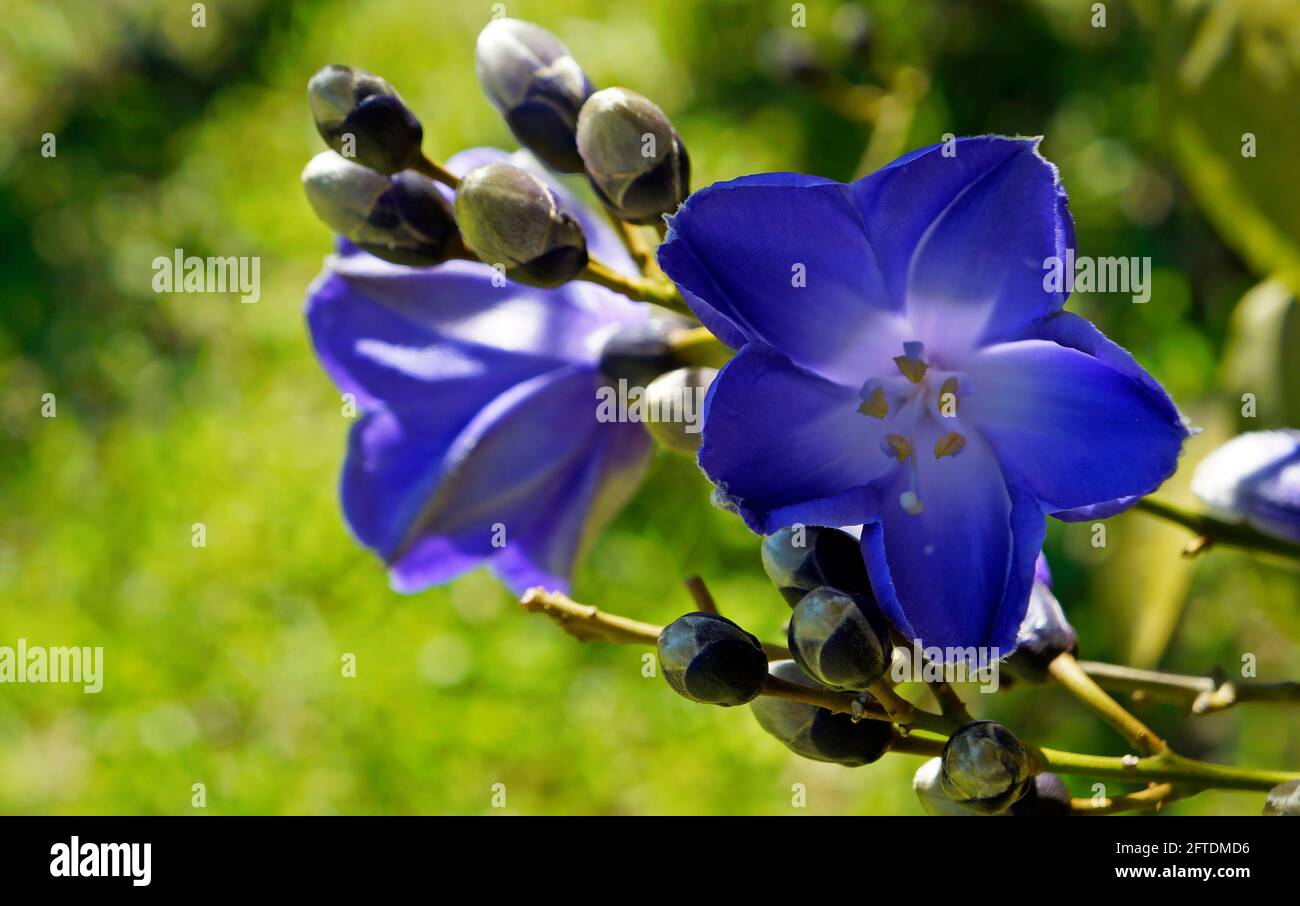 Blue flowers (Maripa violacea), Rio de Janeiro, Brazil Stock Photo - Alamy