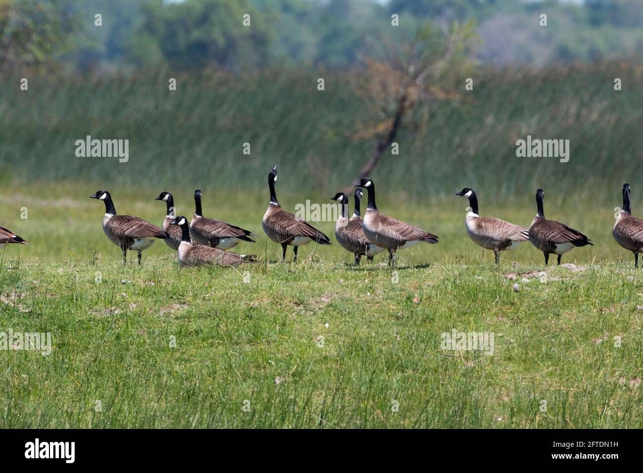 Cackling Canada Geese, once-endangered Aleutian subspecies, Branta ...
