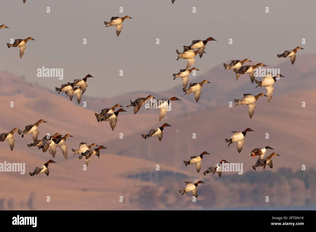 Canvasback flock, Aythya valisineria, heads for a landing on the O ...