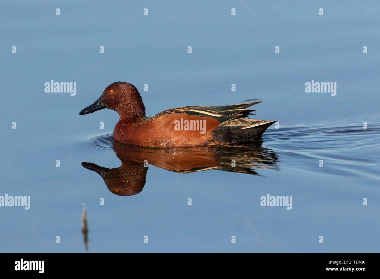 High priority species hi-res stock photography and images - Alamy