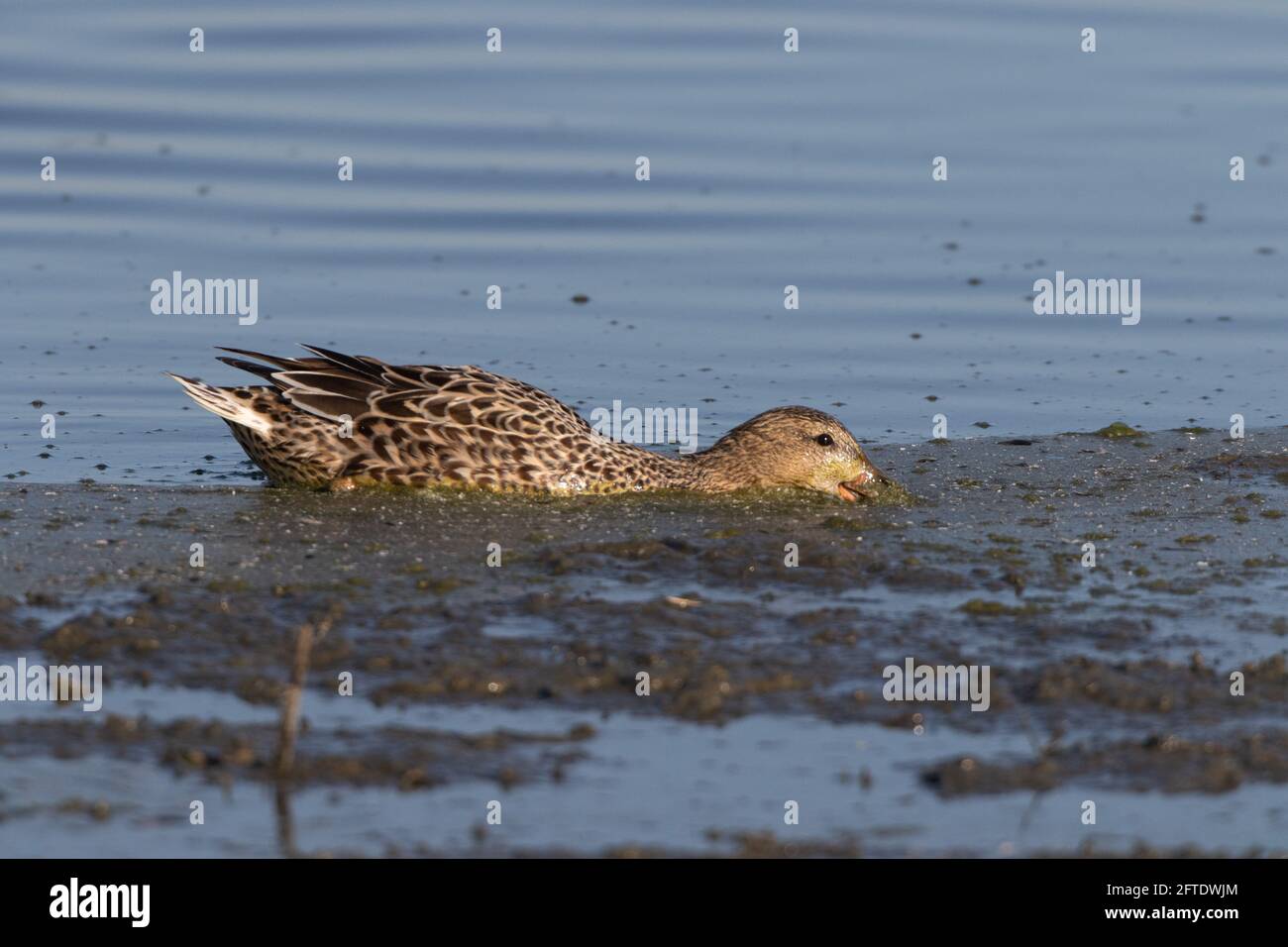 Northern Shoveler hen, Anas clypeata, uses spatulate bill to skim ...