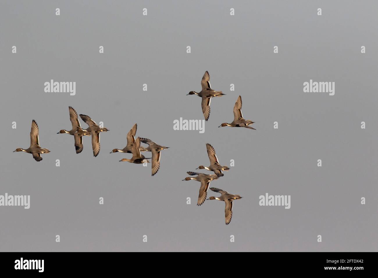 Northern Pintail courtship flight over the Grasslands Ecological Area ...