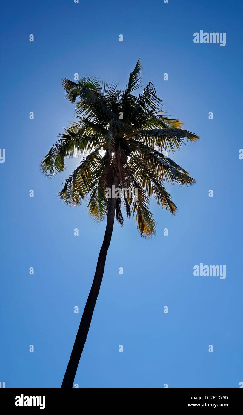 Coconut tree at the sun, Rio, Brazil Stock Photo - Alamy