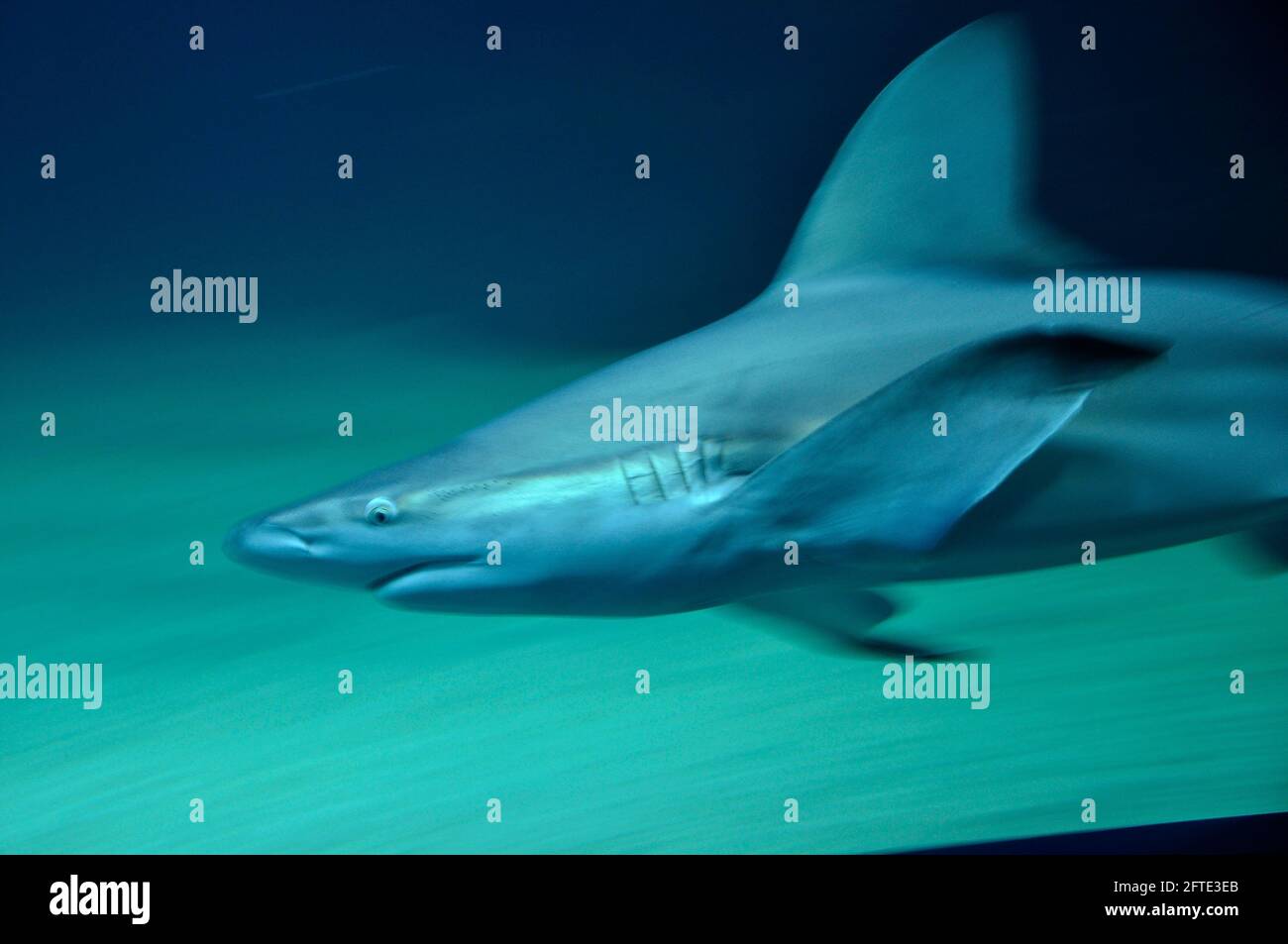 Beautiful portrait of a shark moving on a tank. blue and green colors ...