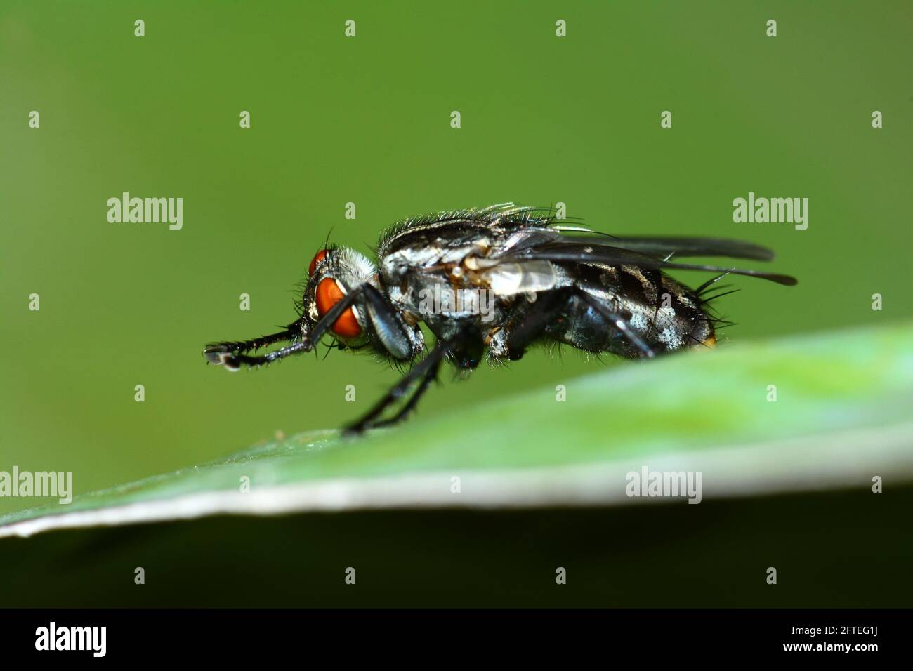 fly cleaning itself Stock Photo - Alamy