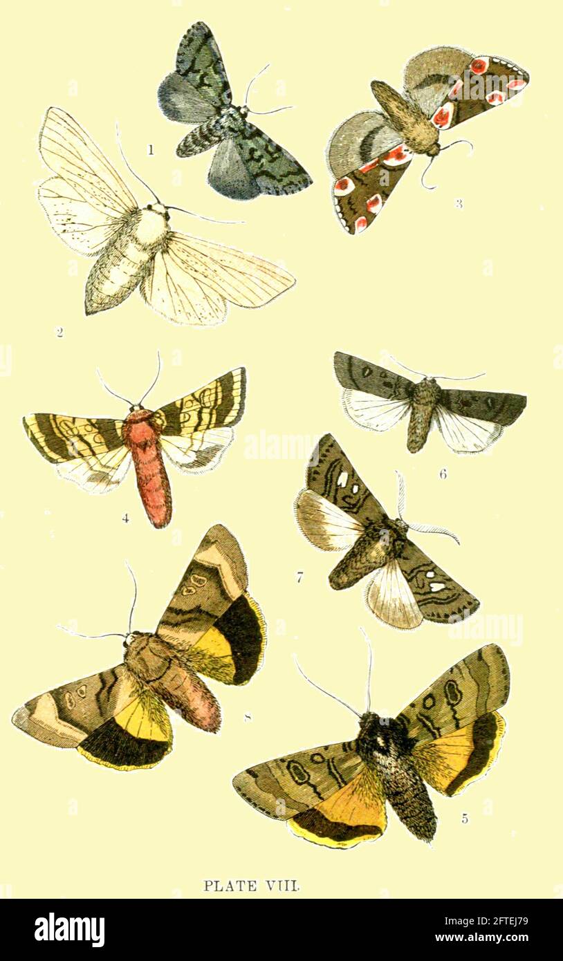 Vintage moth illustration hi-res stock photography and images - Alamy