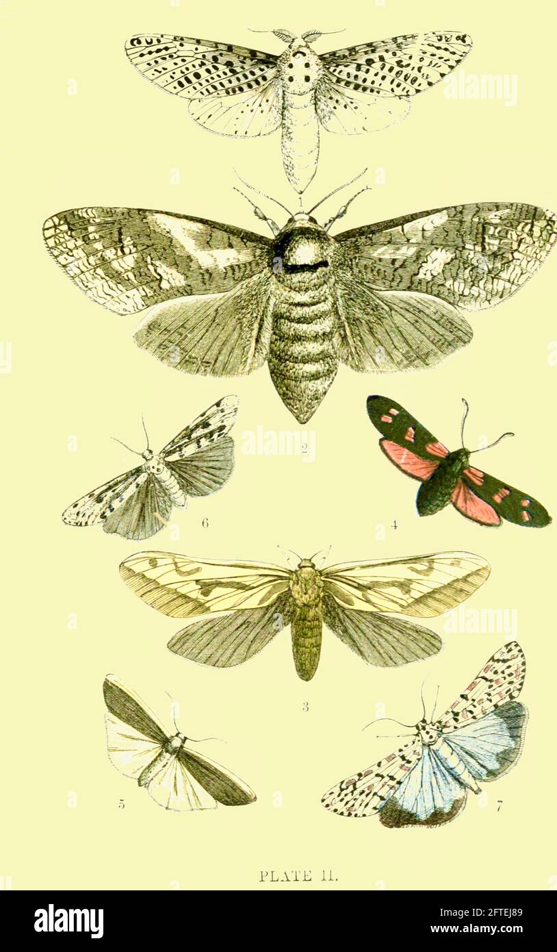 An eclipse of vintage moths Stock Photo - Alamy